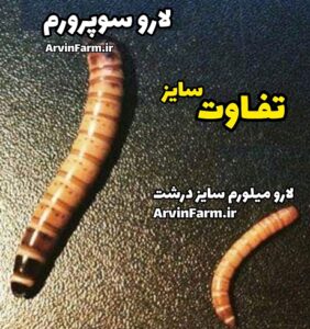 آموزش پرورش سوپر ورم Superworms • مزرعه آروین Arvin Farm