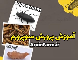 آموزش پرورش سوپر ورم Superworms • مزرعه آروین Arvin Farm